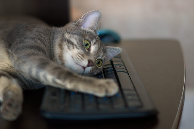Cats on the Keyboard: Observations and Musings on Teaching with Zoom ...